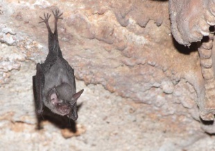 BUMBLEBEE BATS (WORLD'S SMALLEST MAMMALS): CHARACTERISTICS, BEHAVIOR ...