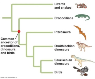 PREHISTORIC CROCODILES: EVOLUTION, EARLIEST SPECIES, TRAITS | Facts and ...