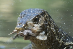 MONITOR LIZARDS: CHARACTERISTICS, BEHAVIOR, FOOD | Facts and Details