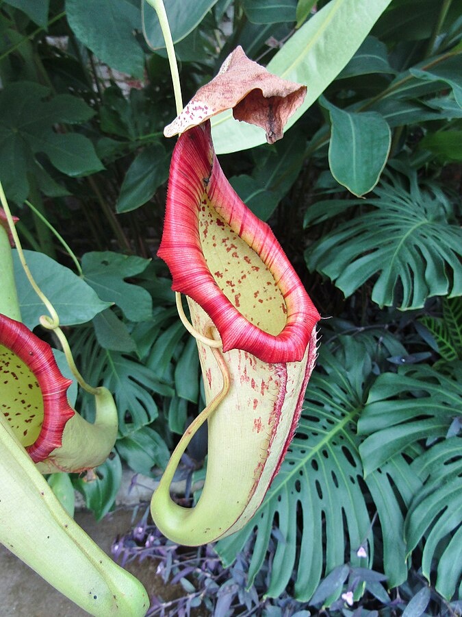 PITCHER PLANTS: CHARACTERISTICS, PREY-CATCHING, DIGESTION, SPECIES ...