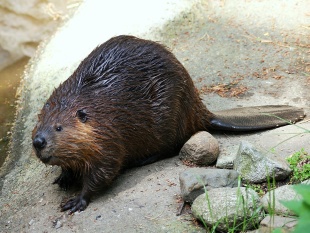 BEAVERS: CHARACTERISTICS, BEHAVIOR AND REPRODUCTION | Facts and Details
