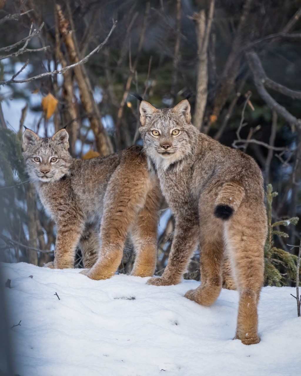 LYNXES: CHARACTERISTICS, BEHAVIOR AND REPRODUCTION | Facts and Details