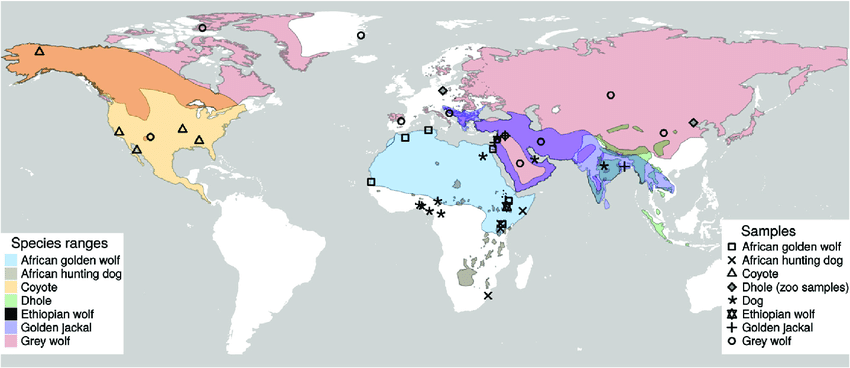 CANIDS, CANINES AND CANIS: CHARACTERISTICS, BEHAVIOR AND REPRODUCTION ...