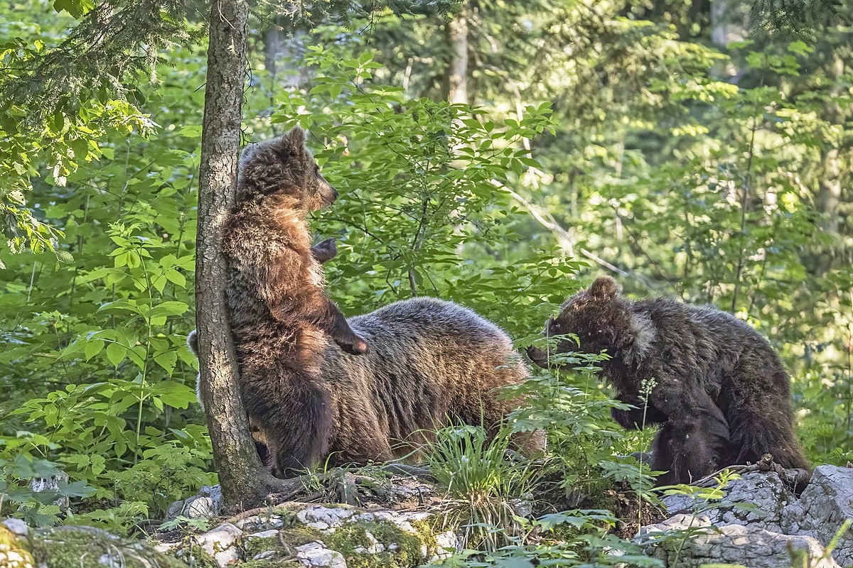 BROWN BEAR SUBSPECIES: BIG, RARE ONES AND WHERE THEY LIVE | Facts and Details