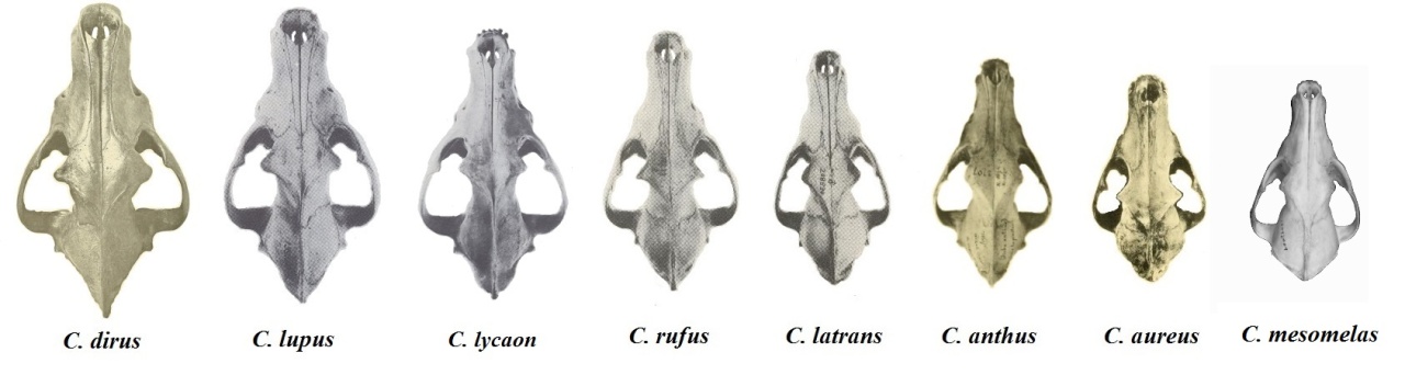 CANIDS, CANINES AND CANIS: CHARACTERISTICS, BEHAVIOR AND REPRODUCTION ...