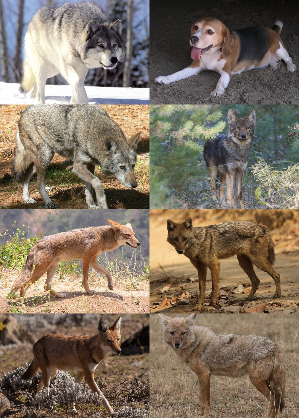 CANIDS, CANINES AND CANIS: CHARACTERISTICS, BEHAVIOR AND REPRODUCTION ...