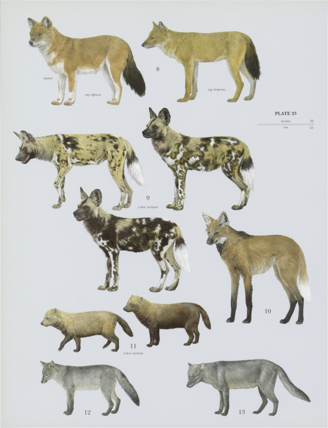 DHOLES: CHARACTERISTICS, BEHAVIOR, HUNTING | Facts and Details