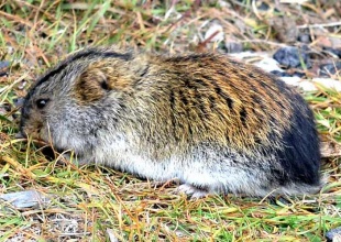 LEMMING SPECIES | Facts and Details