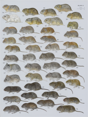 LEMMING SPECIES | Facts and Details