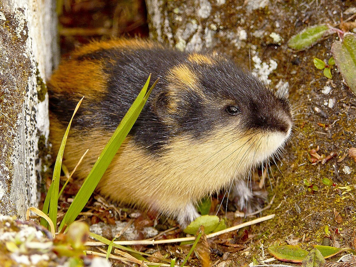 NORWAY LEMMINGS: CHARACTERISTICS, BEHAVIOR AND REPRODUCTION | Facts and ...