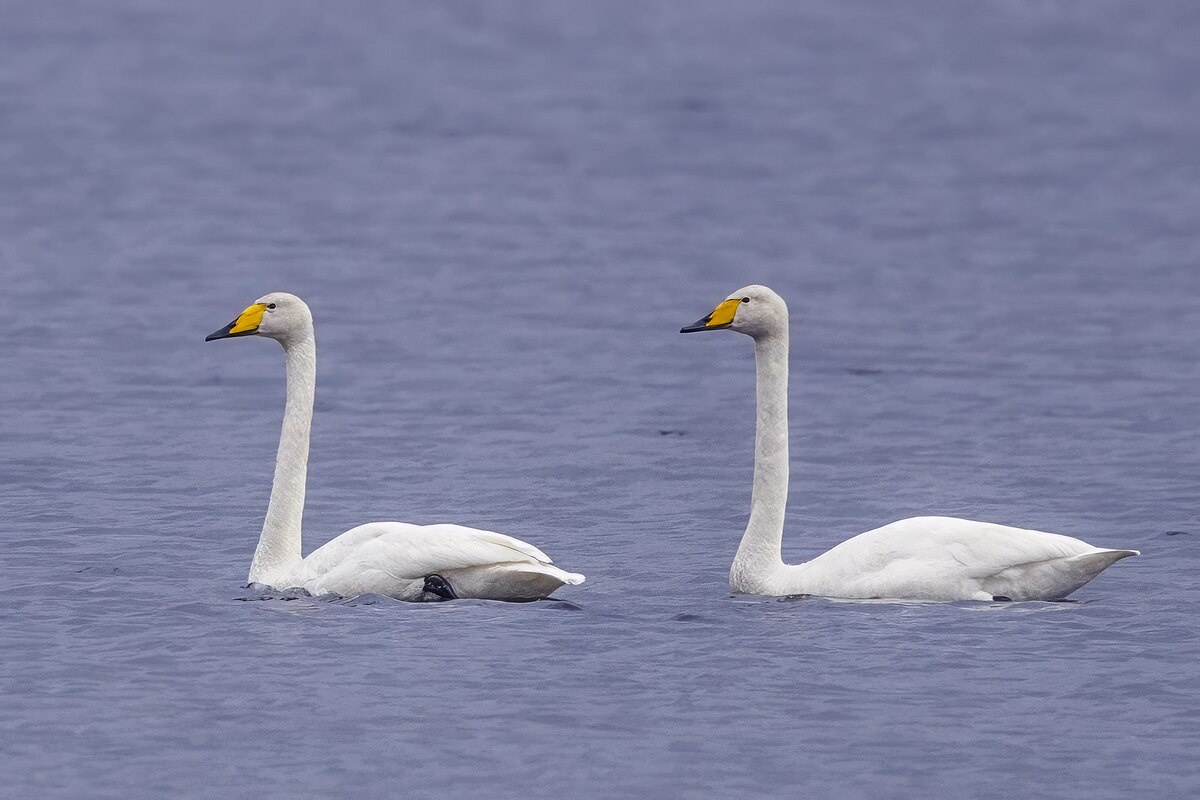 SWAN SPECIES IN ASIA AND EUROPE: WHOOPERS, MUTES AND TUNDRA SWANS ...