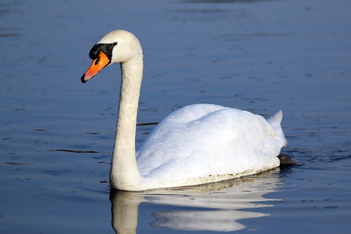SWAN SPECIES IN ASIA AND EUROPE: WHOOPERS, MUTES AND TUNDRA SWANS ...