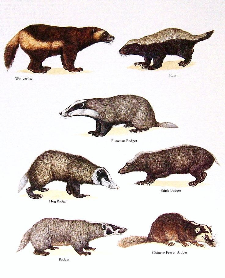 BADGERS: CHARACTERISTICS, BEHAVIOR AND REPRODUCTION | Facts and Details