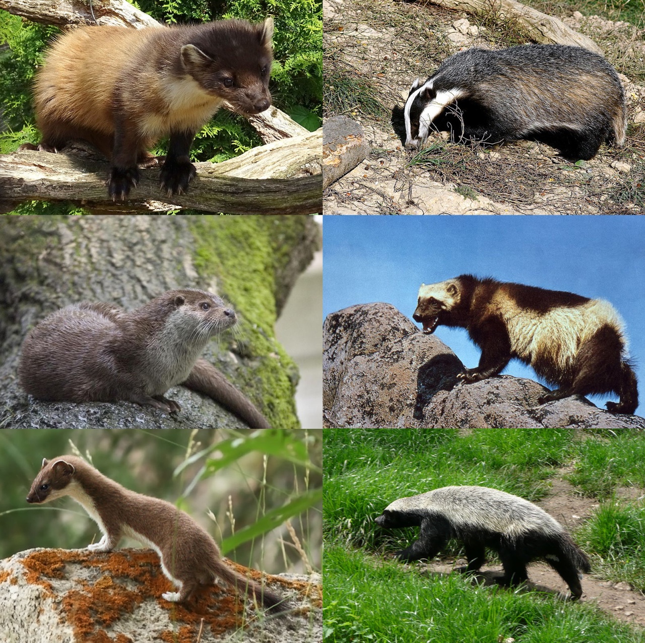 MUSTELIDS: CHARACTERISTICS, BEHAVIOR, REPRODUCTION, TYPES, SPECIES ...