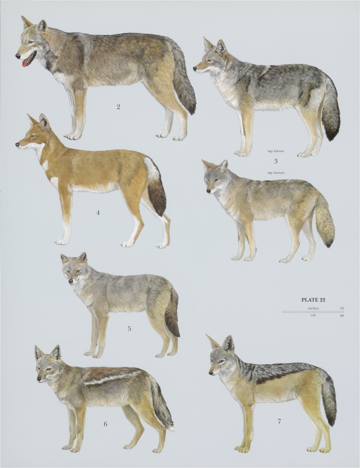 CANIDS, CANINES AND CANIS: CHARACTERISTICS, BEHAVIOR AND REPRODUCTION ...