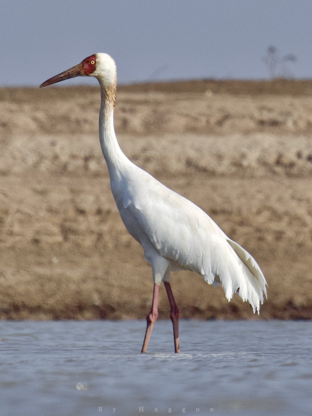 SIBERIAN CRANES: CHARACTERISTICS, BEHAVIOR AND REPRODUCTION | Facts and ...