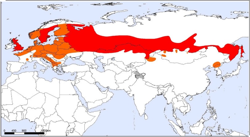 ADDERS (EUROPE’S VENOMOUS SNAKES): CHARACTERISTICS, BEHAVIOR, BITES ...