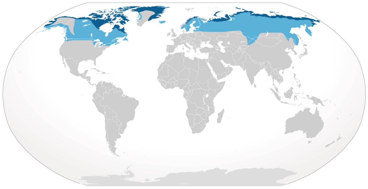 SNOWY OWLS: CHARACTERISTICS, BEHAVIOR AND REPRODUCTION | Facts and Details
