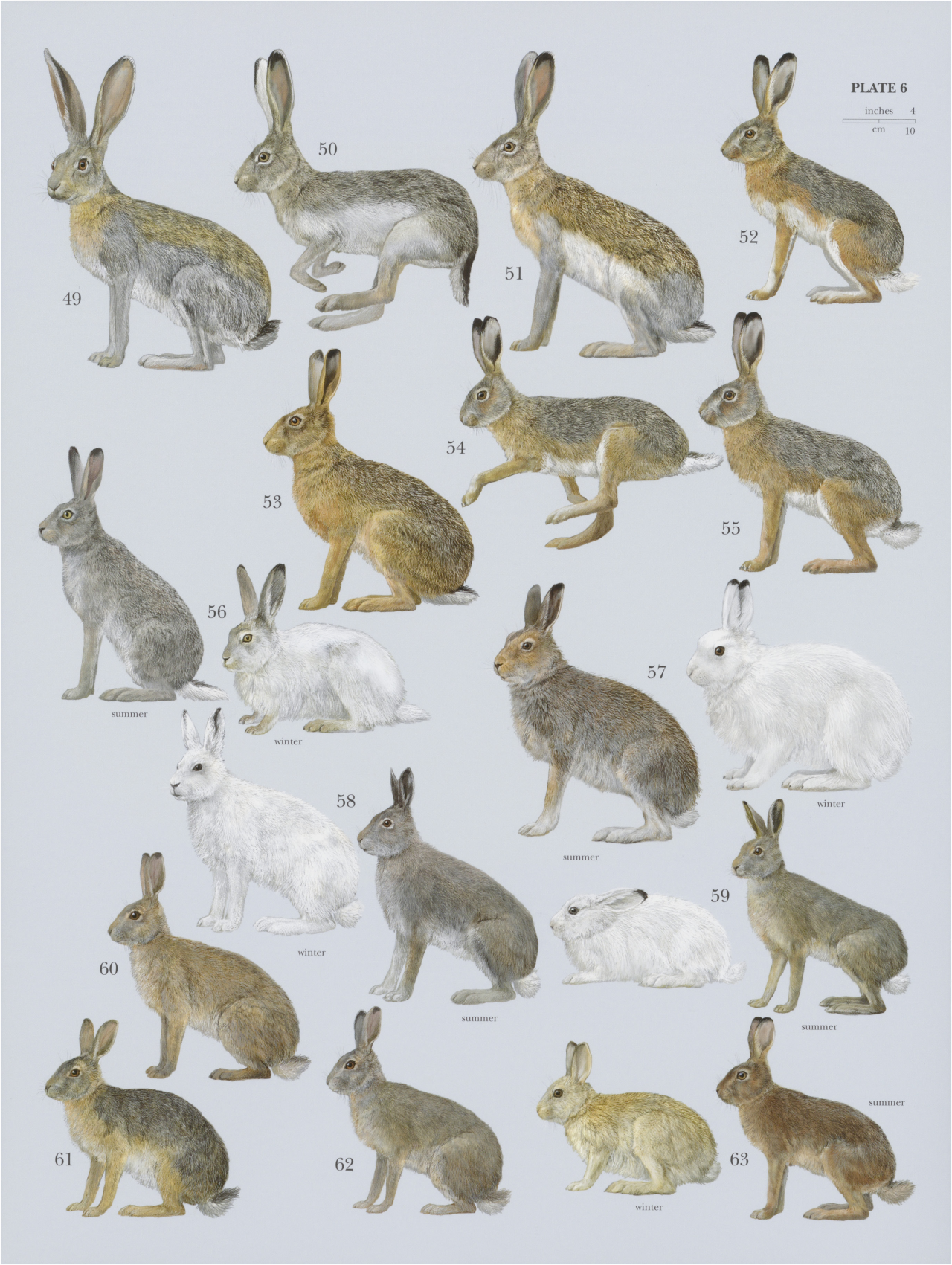 RABBITS AND HARES: CHARACTERISTICS, BEHAVIOR, HUMAN CULTURE | Facts and ...