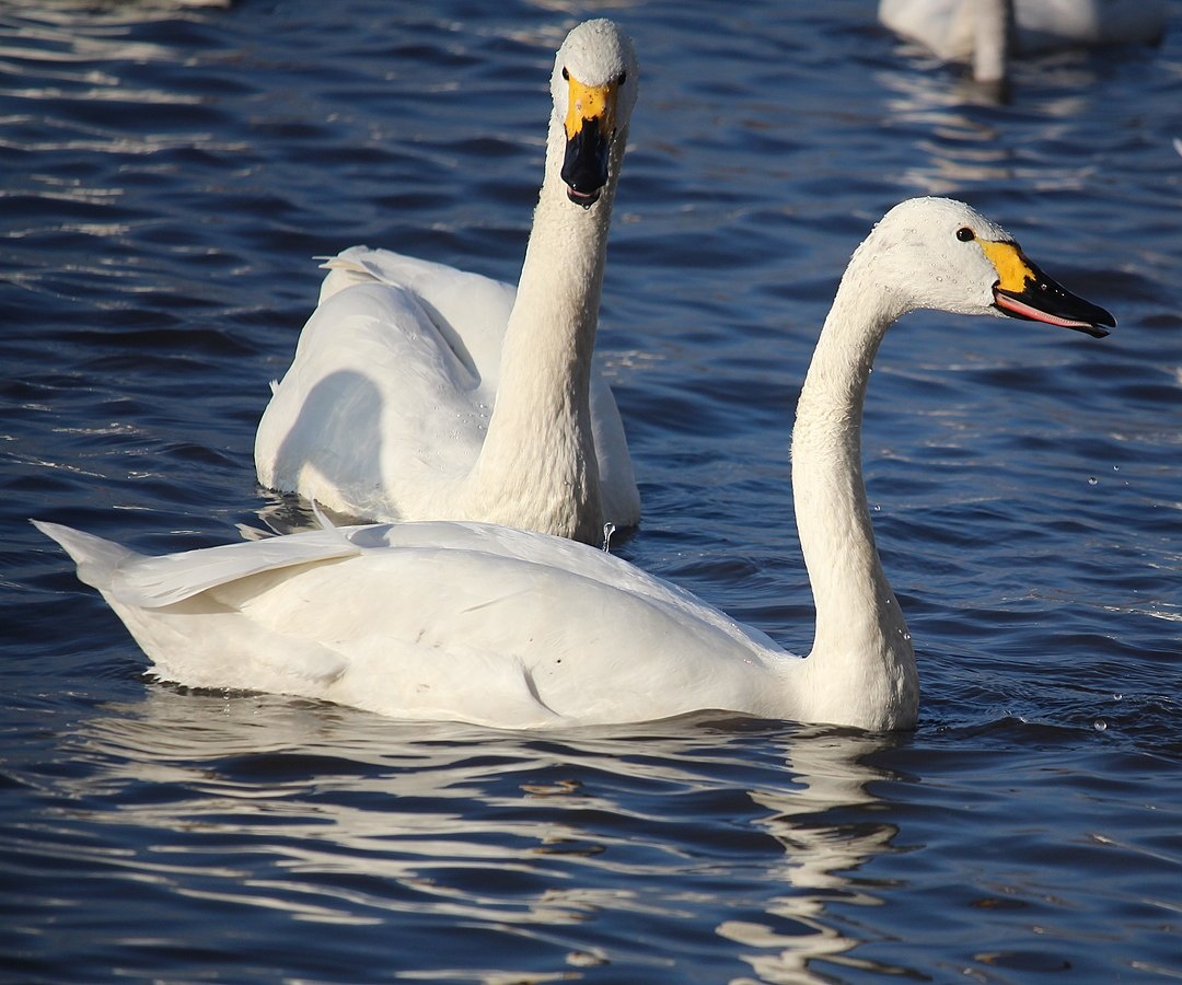 SWAN SPECIES IN ASIA AND EUROPE: WHOOPERS, MUTES AND TUNDRA SWANS ...