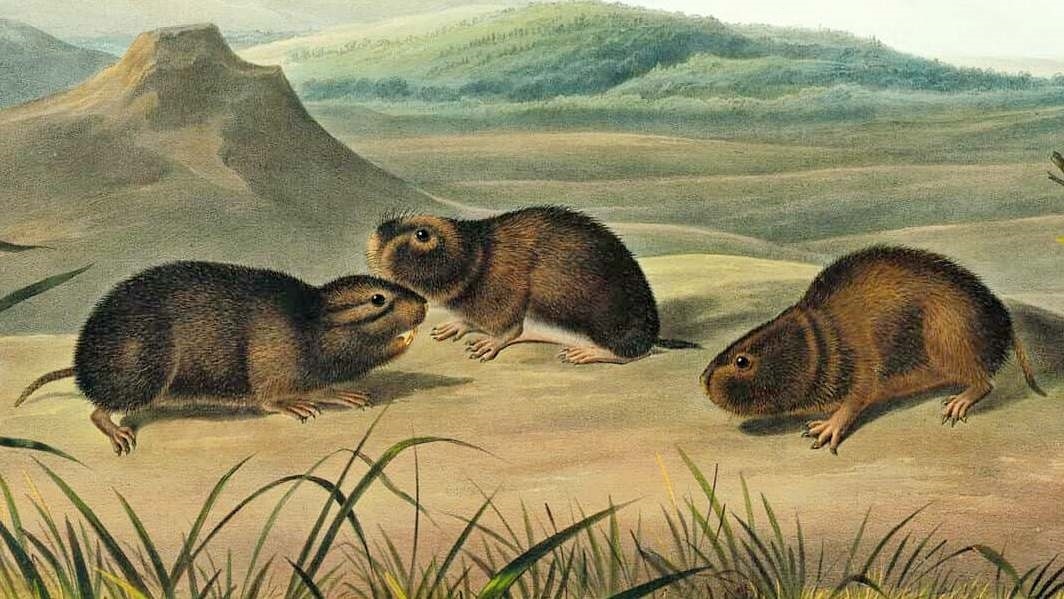 LEMMING SPECIES | Facts and Details