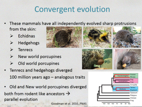 HEDGEHOGS: CHARACTERISTICS, BEHAVIOR, REPRODUCTION, HUMANS | Facts and ...