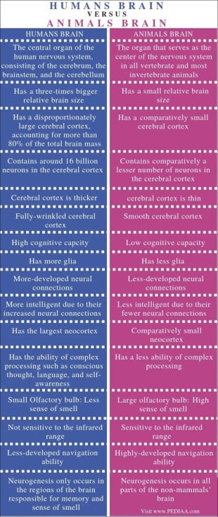 HOMININ- ANIMAL DIFFERENCES AND THE EVOLUTION TOWARDS HUMANNESS | Facts ...
