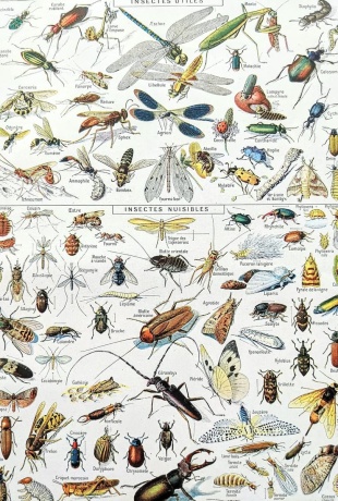 FLYING INSECTS: FLIES, DRAGONFLIES, FIREFLIES | Facts and Details