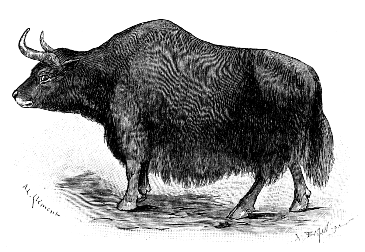 WILD YAKS (DRONGS): CHARACTERISTICS, BEHAVIOR AND REPRODUCTION | Facts ...