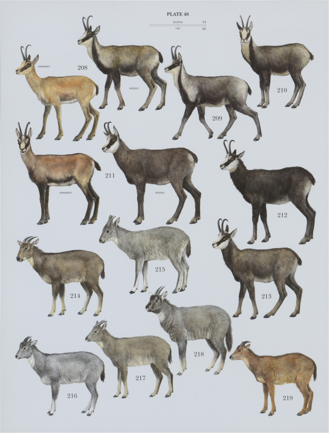 GORALS: SPECIES, CHARACTERISTICS, BEHAVIOR AND REPRODUCTION | Facts and ...