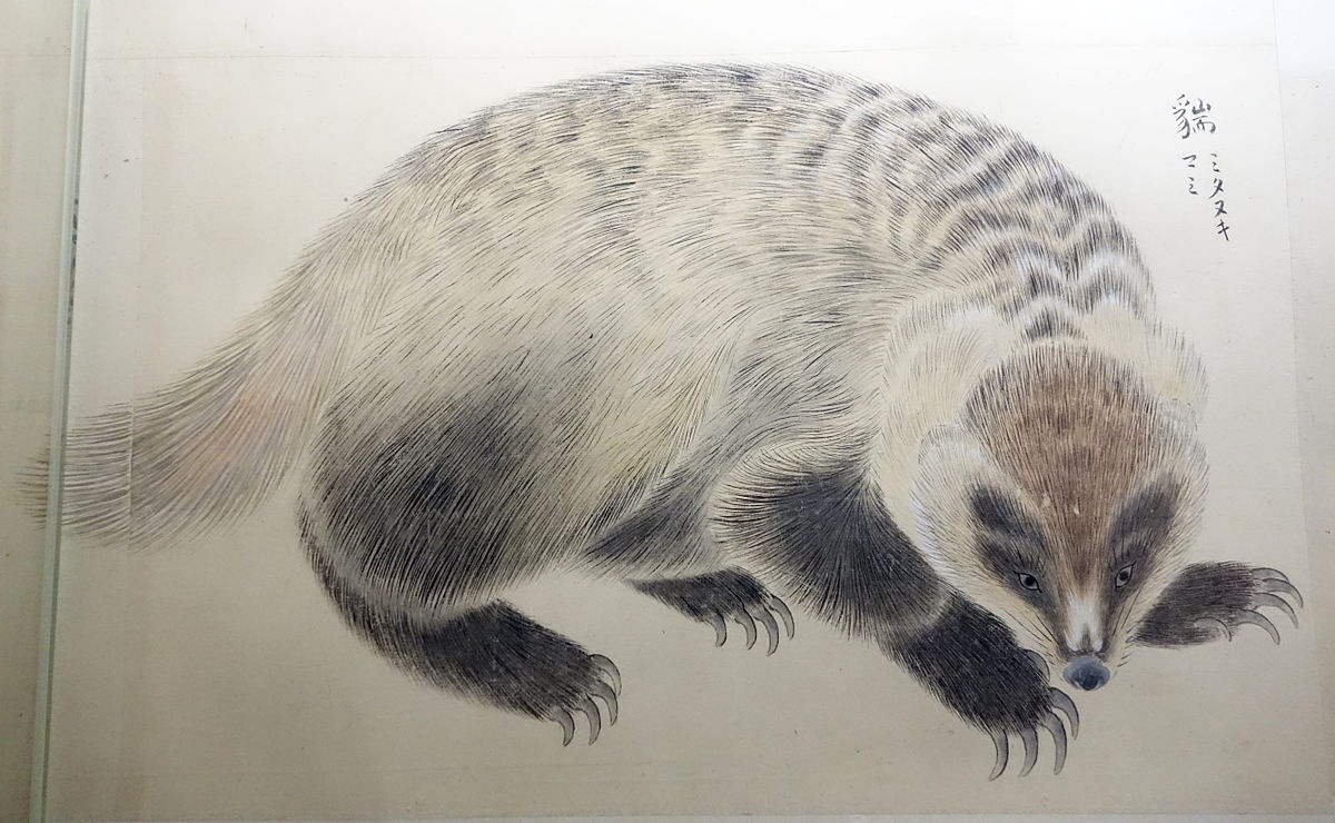 JAPANESE BADGERS: CHARACTERISTICS, BEHAVIOR, FOLKLORE | Facts and Details