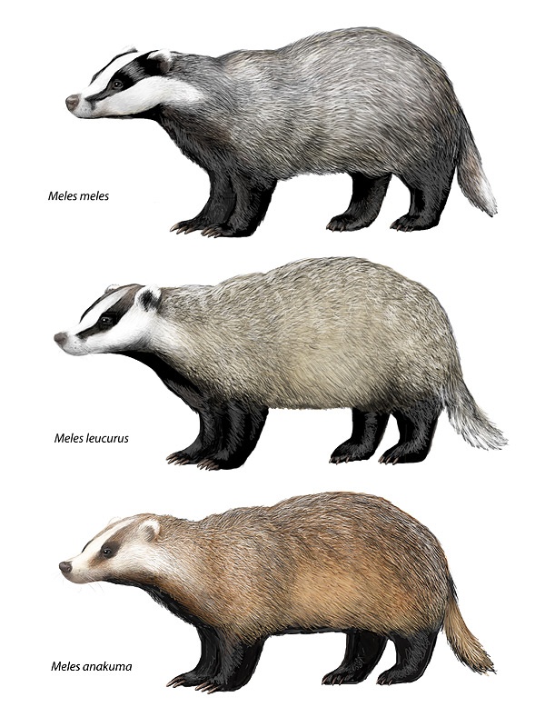 JAPANESE BADGERS: CHARACTERISTICS, BEHAVIOR, FOLKLORE | Facts and Details