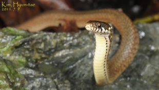 VENOMOUS SNAKES IN JAPAN: MAMUSHI, HABU, BITES, VICTIMS, TREATMENT ...