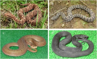 VENOMOUS SNAKES IN JAPAN: MAMUSHI, HABU, BITES, VICTIMS, TREATMENT ...