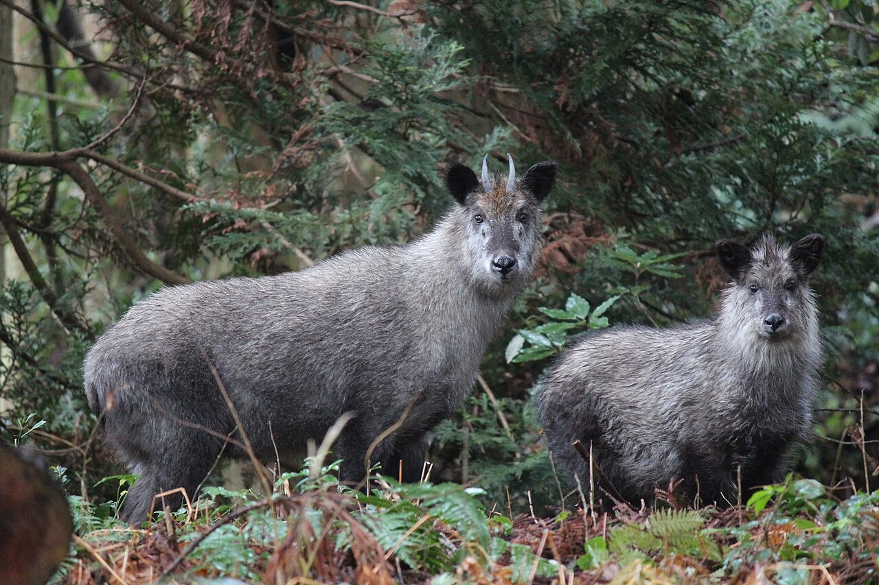 JAPANESE SEROW: CHARACTERISTICS, BEHAVIOR. CONSERVATION | Facts and Details