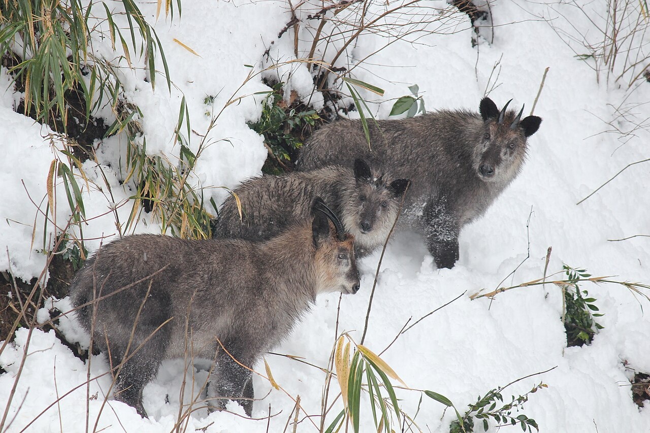 JAPANESE SEROW: CHARACTERISTICS, BEHAVIOR. CONSERVATION | Facts and Details