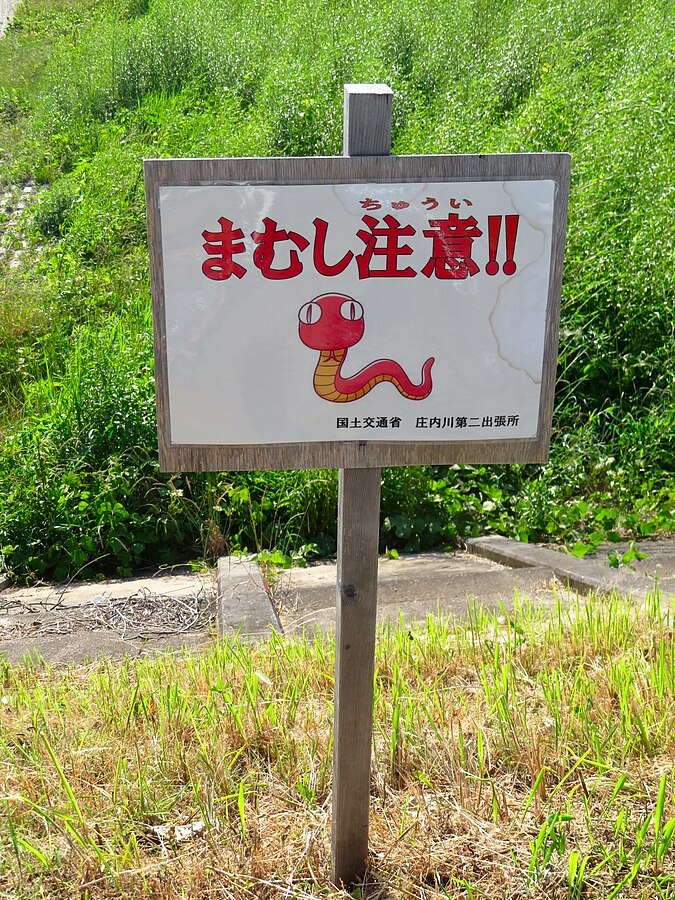VENOMOUS SNAKES IN JAPAN: MAMUSHI, HABU, BITES, VICTIMS, TREATMENT ...
