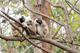 GIBBONS IN SOUTHEAST ASIA | Facts and Details
