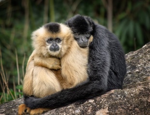 GIBBONS IN VIETNAM, LAOS AND CAMBODIA | Facts and Details