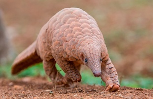 INDIAN PANGOLINS: CHARACTERISTICS, BEHAVIOR AND REPRODUCTION | Facts ...