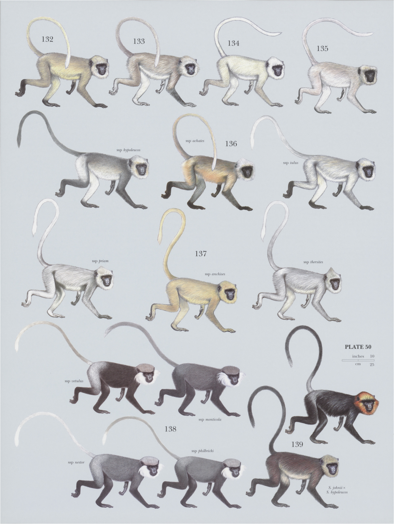 LANGURS OF INDIA AND SOUTH ASIA: SPECIES, CHARACTERISTICS, BEHAVIOR ...
