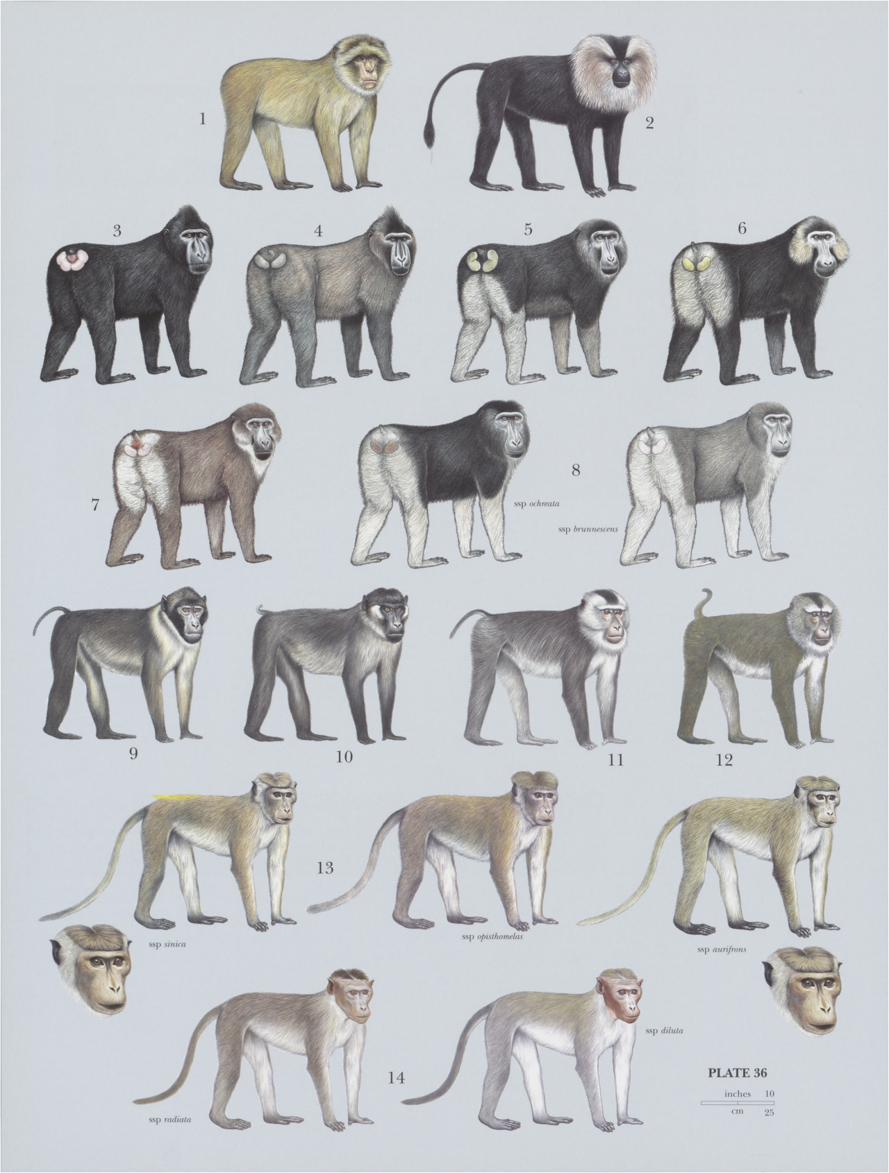 MACAQUES IN INDIA | Facts and Details