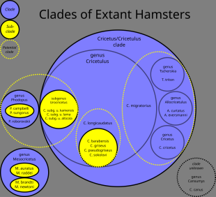 HAMSTERS: TAXONOMY, CHARACTERISTICS, BEHAVIOR | Facts and Details