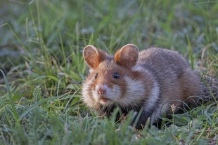 HAMSTER SPECIES IN EURASIA: EUROPEANS, ROBOROVSKIS, CAMPBELL'S DWARVES ...