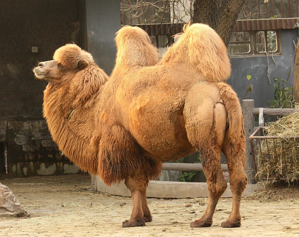 BACTRIAN CAMELS: CHARACTERISTICS, BEHAVIOR AND REPRODUCTION | Facts and ...
