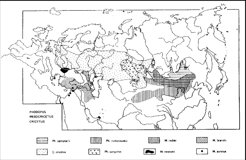 HAMSTERS: TAXONOMY, CHARACTERISTICS, BEHAVIOR | Facts and Details