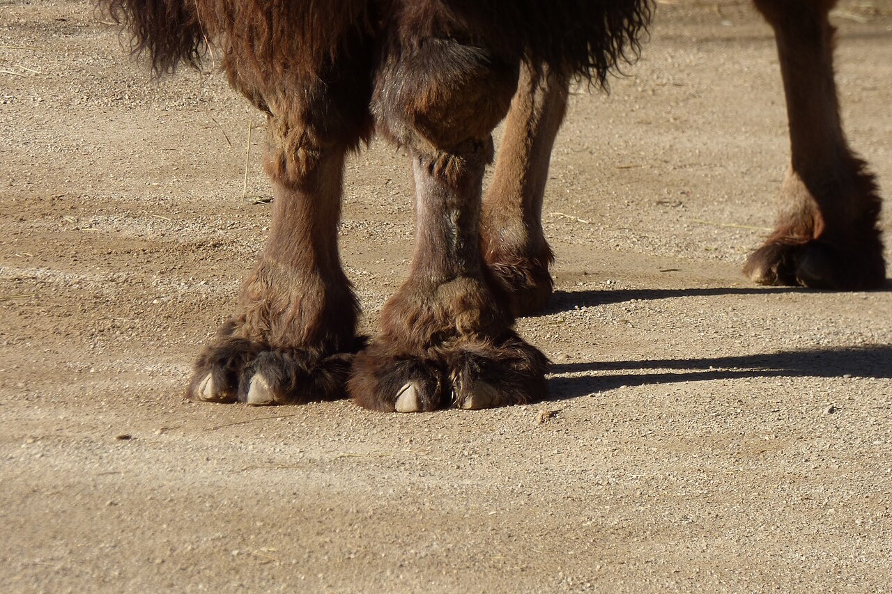 BACTRIAN CAMELS: CHARACTERISTICS, BEHAVIOR AND REPRODUCTION | Facts and ...
