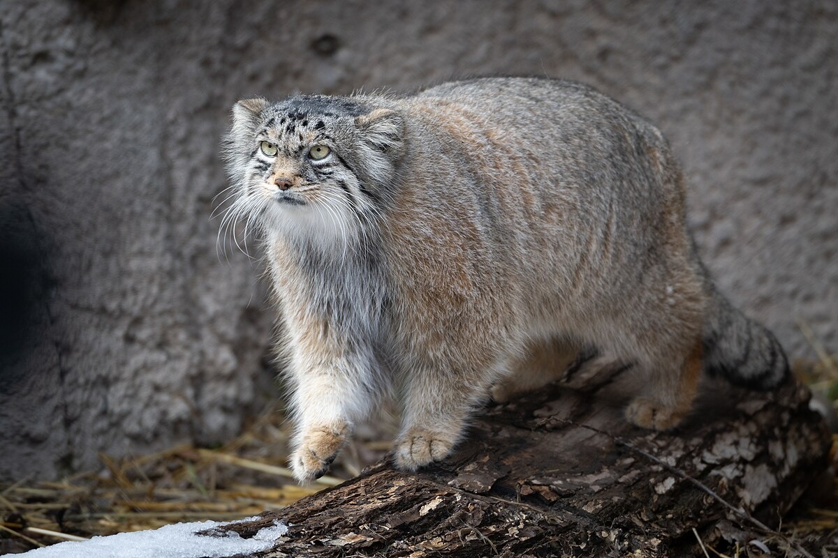 PALLAS’S CATS: CHARACTERISTICS, BEHAVIOR AND REPRODUCTION | Facts and ...