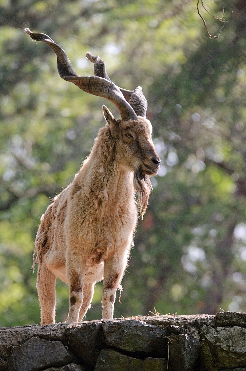 MARKHOR: CHARACTERISTICS, BEHAVIOR AND REPRODUCTION | Facts and Details