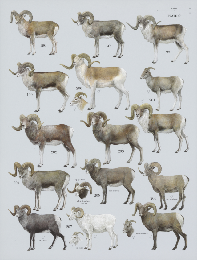 WILD GOATS AND SHEEP OF CENTRAL ASIA | Facts and Details